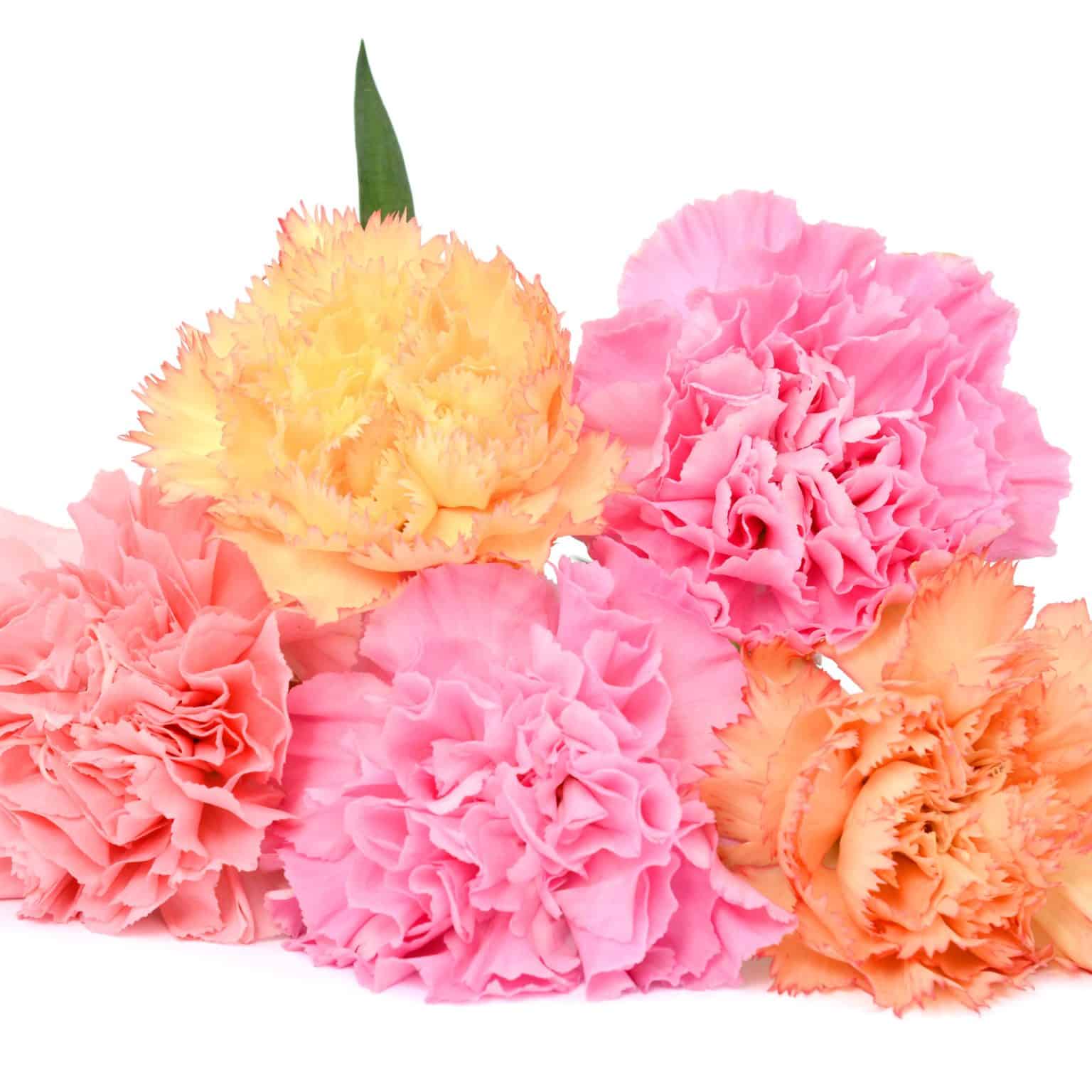 The Perfectly Pretty Pastel Flowers of Spring - Peoples Flowers